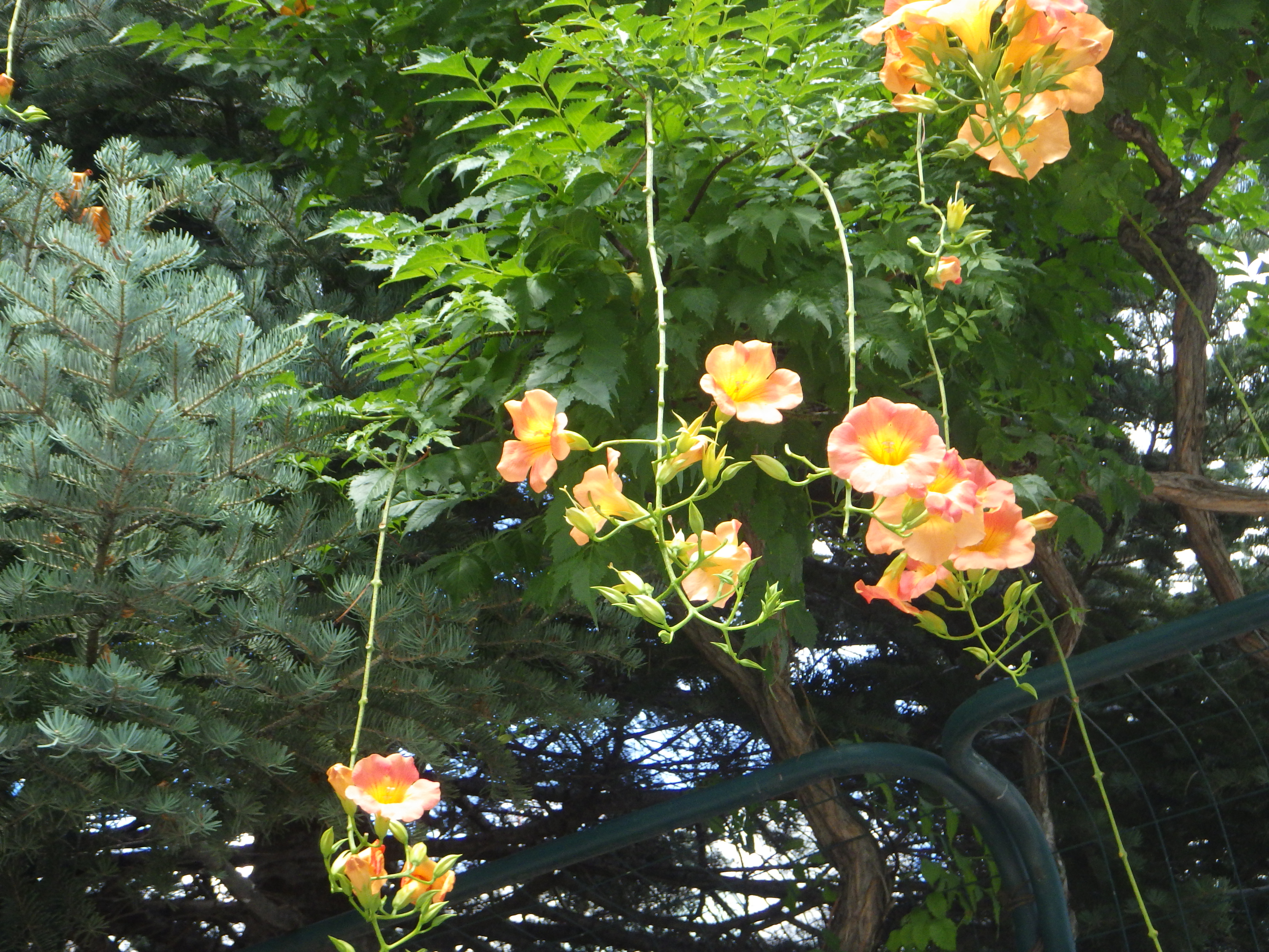 0825ノウゼンカズラ | 大通公園 -公益 財団法人 札幌市公園緑化協会
